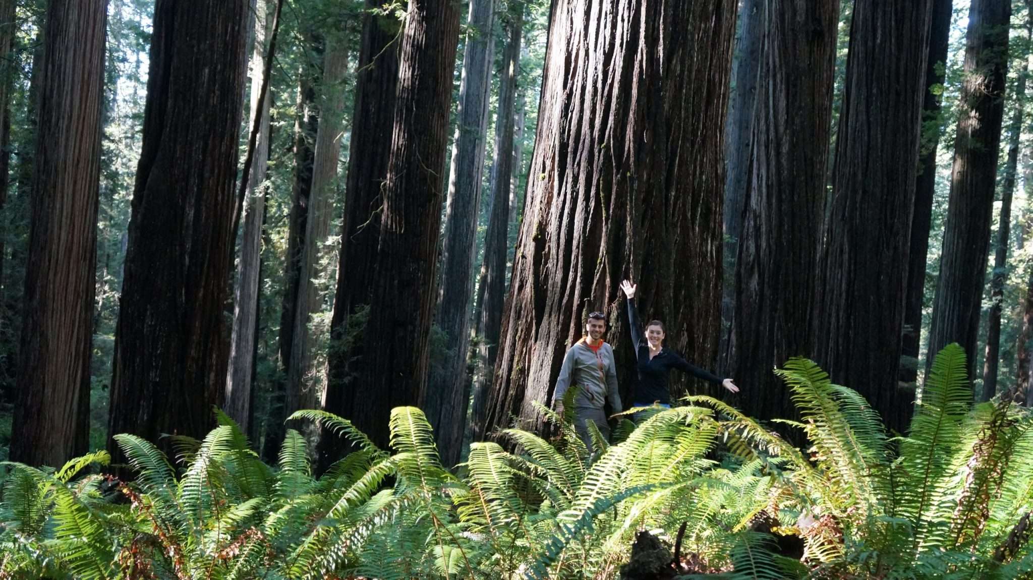 Redwoods National and State Parks